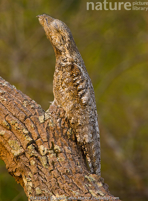 Stock photo of Great potoo (Nyctibius grandis) camouflaged on branch ...