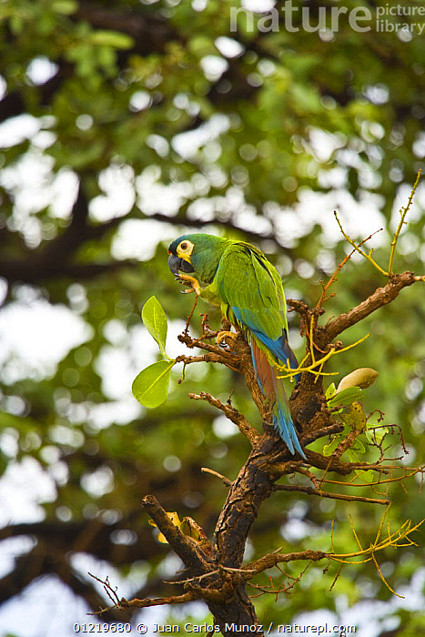 Stock photo of Blue winged macaw (Primolius maracana) cleaning foot ...