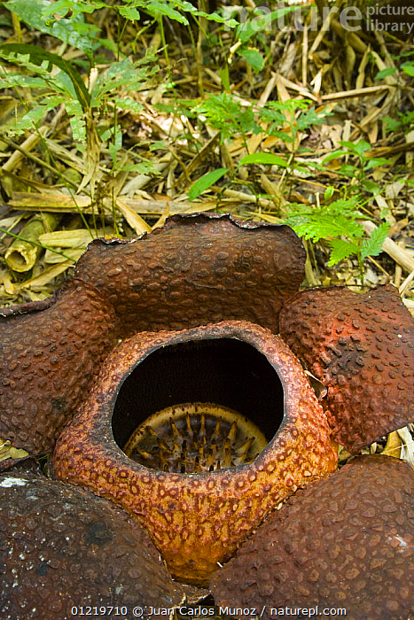 Stock photo of Rafflesia flower {Rafflesia keithii} Mount Kinabalu NP ...