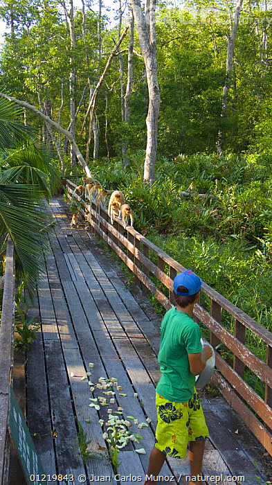 Stock photo of Boy putting out food on rainforest walkway to attract ...