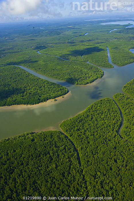 Stock photo of Aerial view of lowland rainforest and tributaries of the ...
