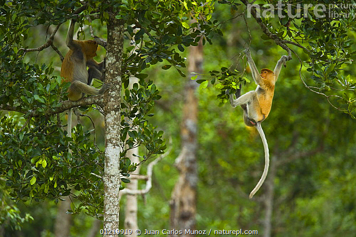 Stock photo of Proboscis monkey {Nasalis larvatus} swinging through ...