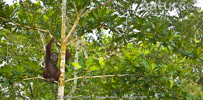 Stock photo of Orang utan (Pongo pygmaeus) in rainforest tree, Rio ...