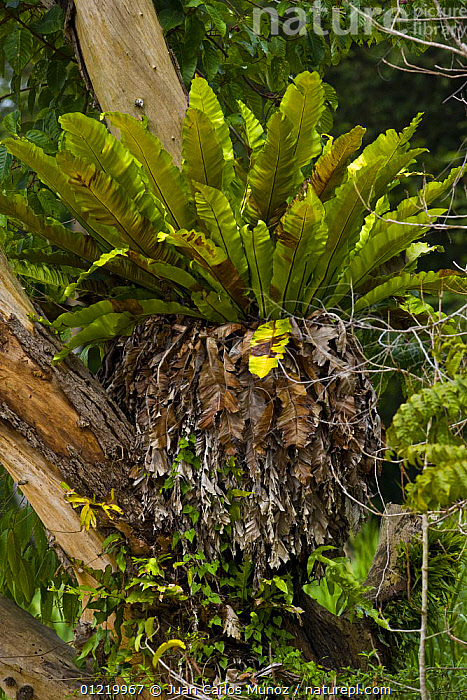 Stock photo of Epiphytic fern growing on rainforest tree, Rio Sungai ...