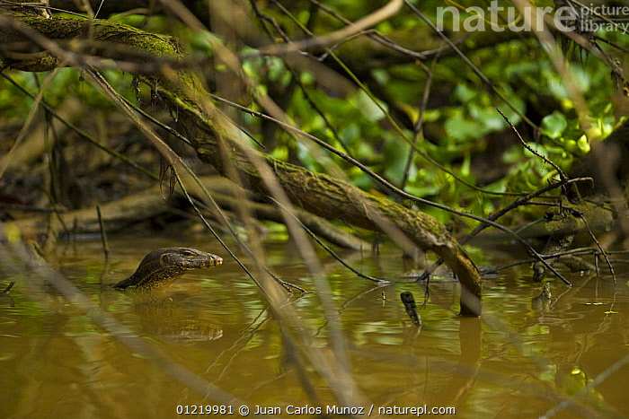 Stock photo of Asian water monitor lizard (Varanus salvator) in river ...