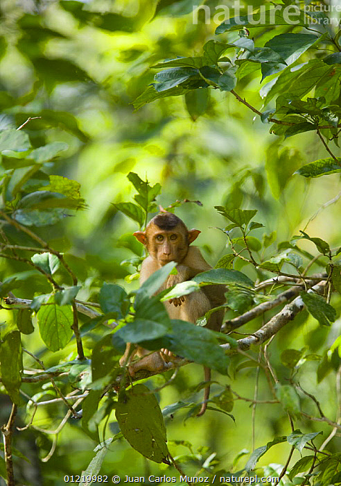 Stock photo of Pigtail macaque (Macaca nemestrina) in rainforest, Rio ...