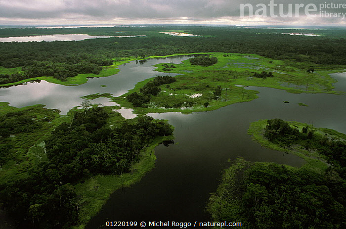 Stock photo of Flooded tributary of the Amazon river during the rainy ...