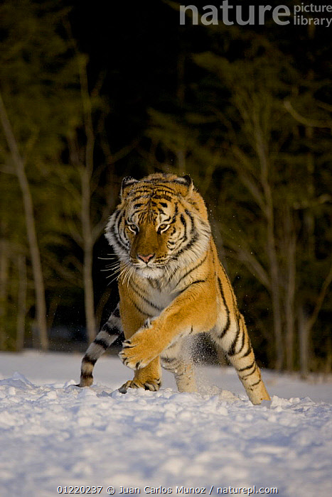 Stock photo of Siberian tiger {Panthera tigris altaica} in snow ...