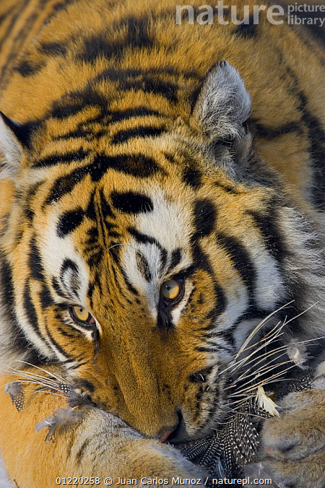 Stock photo of Siberian tiger {Panthera tigris altaica} with feathers ...