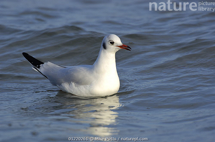 Stock photo of Black-headed gull (Chroicocephalus ridibundus) on water ...