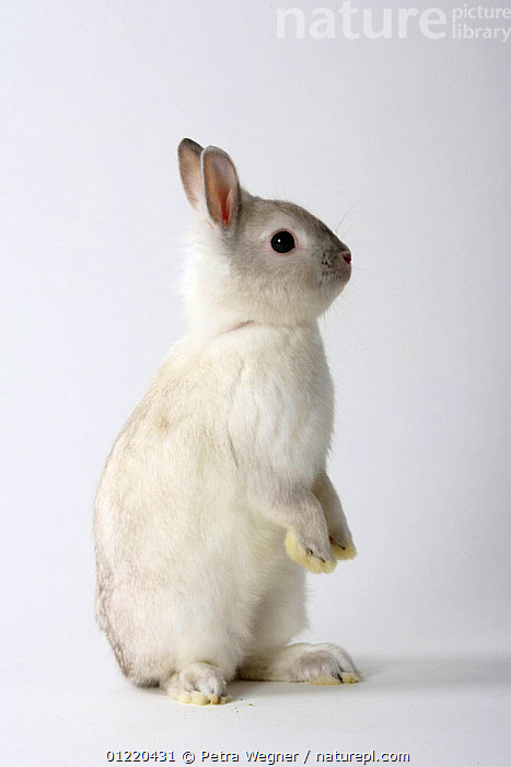 Stock photo of Satin Dwarf Rabbit, sitting up on hind legs. Available ...