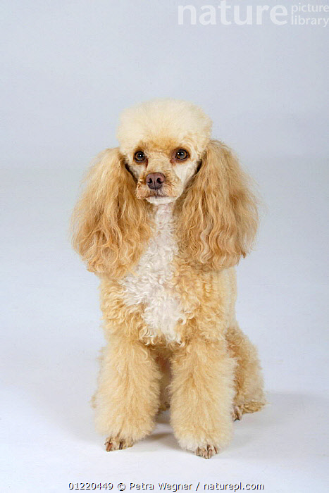 Stock photo of Miniature Poodle, apricot-white. Available for sale on ...