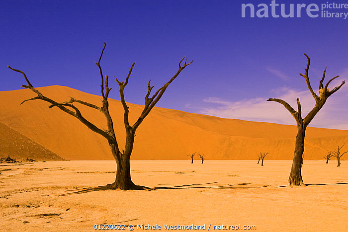 Stock photo of Skeleton trees in Dead Vlei Sossusvlei, Namib-Naukluft ...
