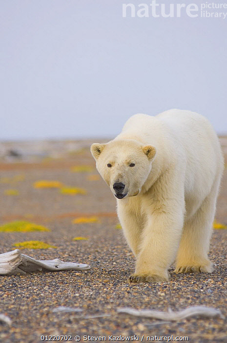 Stock photo of Polar bear (Ursus maritimus) female walking along ...