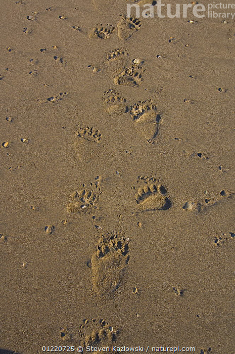 Stock photo of Polar bear (Ursus maritimus) footprints / tracks along a ...