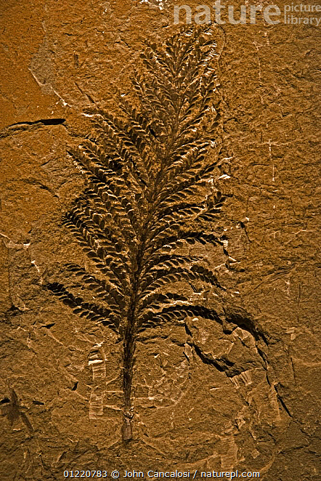 Stock photo of Fossil tree fern {Archaeopteris sp} from the Late ...