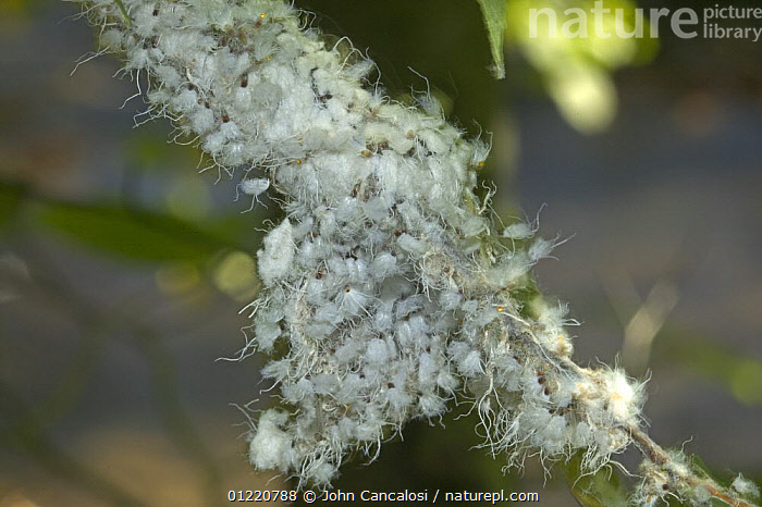 Stock photo of Woolly Aphids {Eriosomatidae} New York, USA. Available for sale on www.naturepl.com