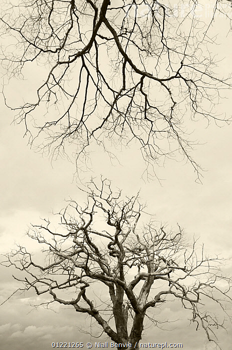 Stock photo of Looking up at branches of Dead Wych elm trees {Ulmus ...