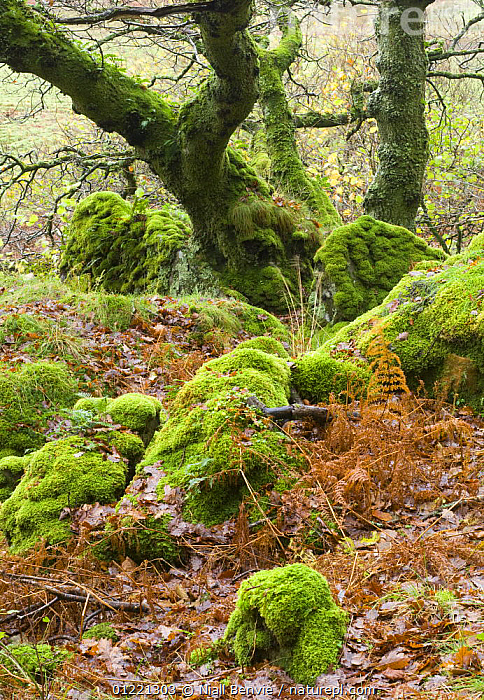 Stock photo of Atlantic oak forest {Quercus petraea} in autumn, Mull ...