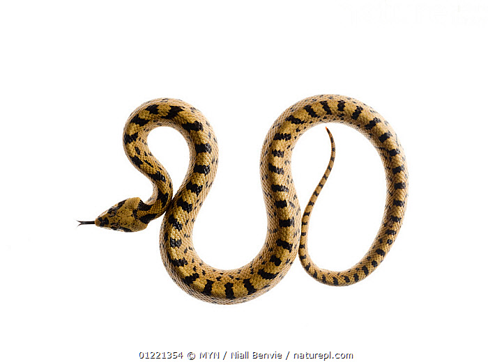 Stock photo of Juvenile Ladder snake {Elaphe scalaris} Alicante, Spain ...