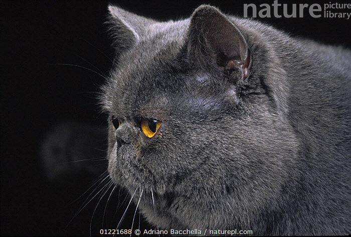 Stock photo of Exotic grey cat, portrait. Available for sale on www ...