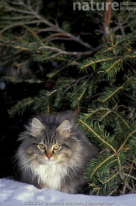 Stock photo of Norwegian forest cat in snow. Available for sale on www ...