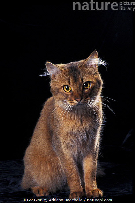 Stock photo of Somali cat, sitting portrait. Available for sale on www ...