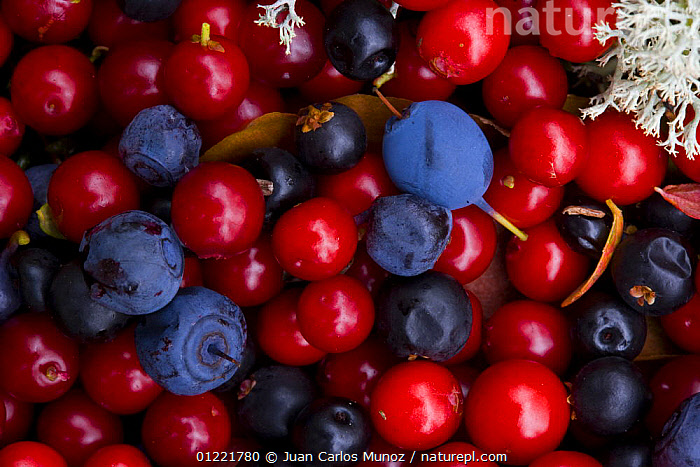 Stock photo of Wild fruit of the taiga - Cowberries {Vaccinium vitis ...