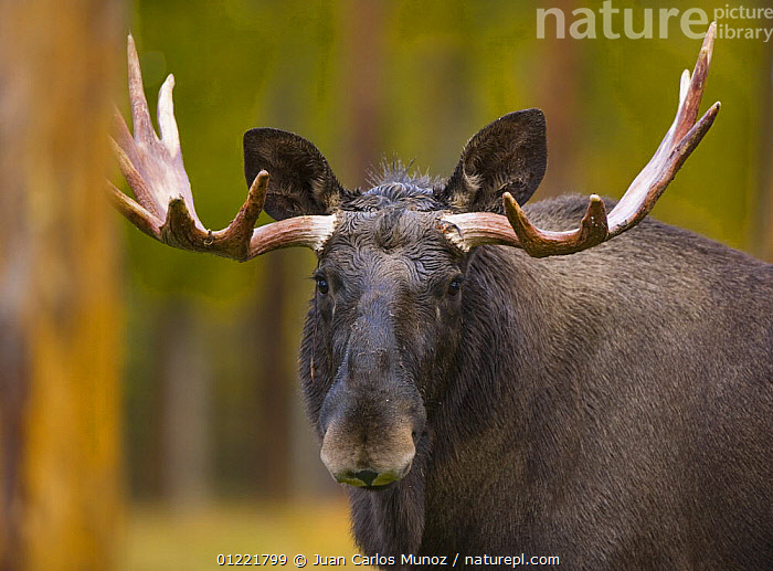Stock photo of Moose (Alces alces) in Taiga woodland, Laponia ...