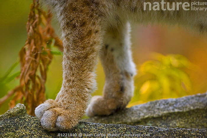 Stock photo of European lynx (Lynx lynx) close up of legs and feet ...