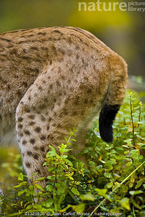 Stock photo of European lynx (Lynx lynx) close up of rear legs and ...