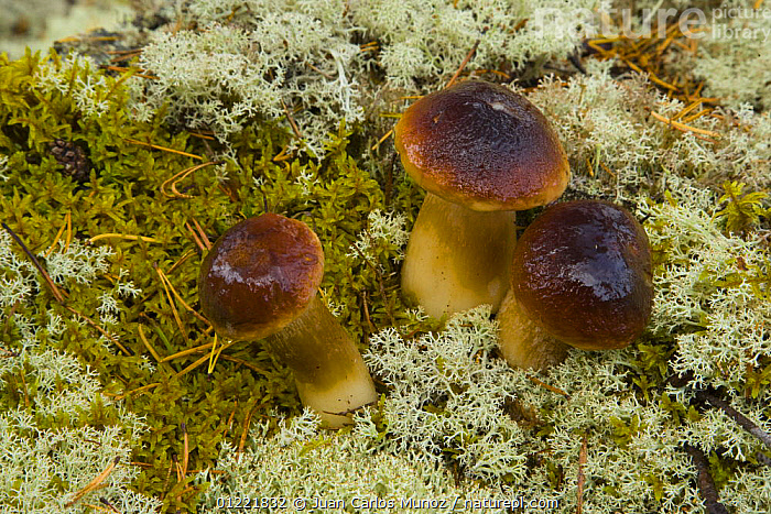 Stock photo of Cep / bolete fungus (Boletus edulis) growing amongst ...