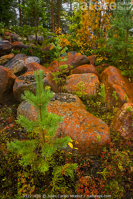 Stock photo of Rocks covered in lichen in taiga woodland, Laponia ...