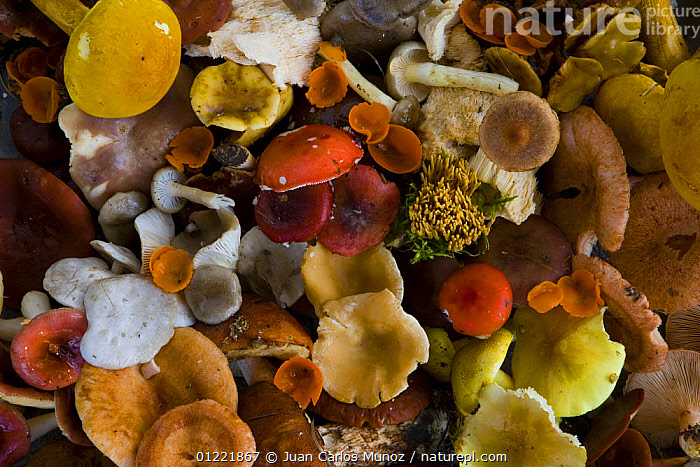 Stock photo of Various species of poisonous toadstools harvested from ...