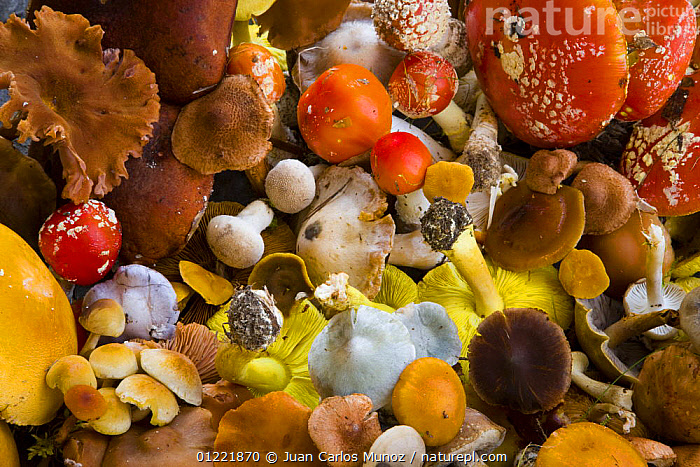 Stock photo of Various species of poisonous toadstools harvested from ...