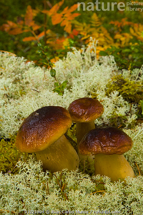 Stock photo of Cep / Bolete fungus (Boletus edulis) growing amongst ...