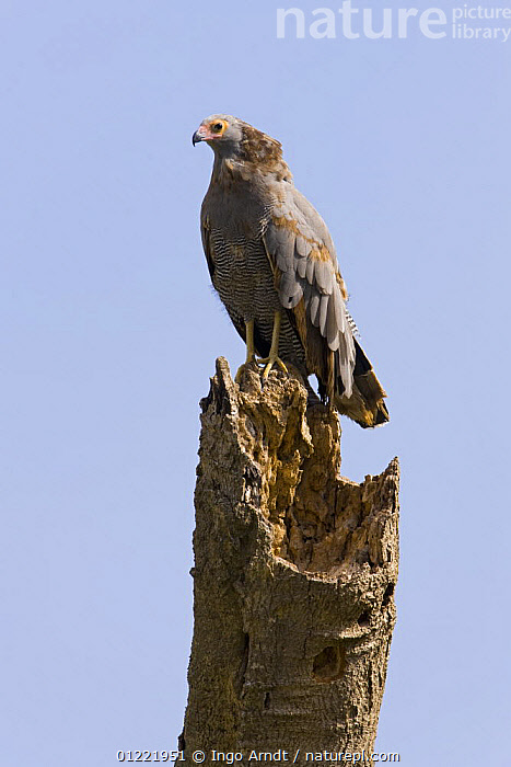 Stock photo of Madagascar harrier hawk (Polyboroides radiatus) perced ...
