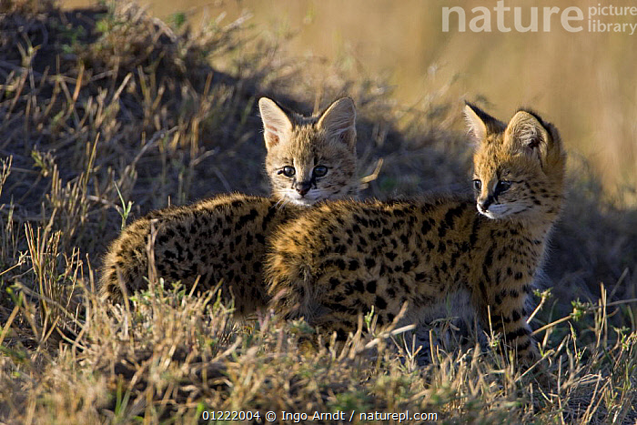 Stock photo of Two Serval (Felis serval) kittens, Masai Mara National ...