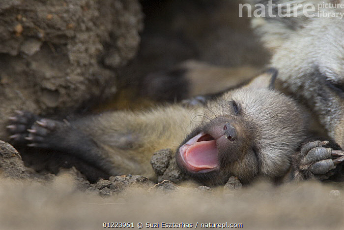 Stock photo of Bat-eared fox {Otocyon megalotis} 13-day pup in den ...