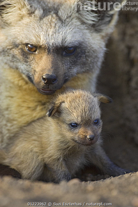 Stock photo of Bat-eared fox {Otocyon megalotis} adult with 14-day pup ...