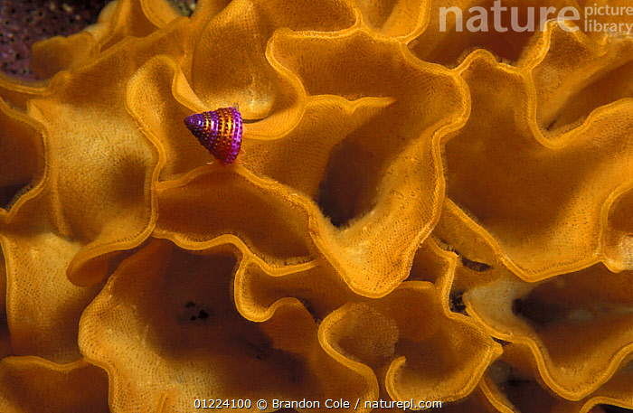 Stock photo of Purple top shell (Calliostoma annulatum) on Potato chip ...