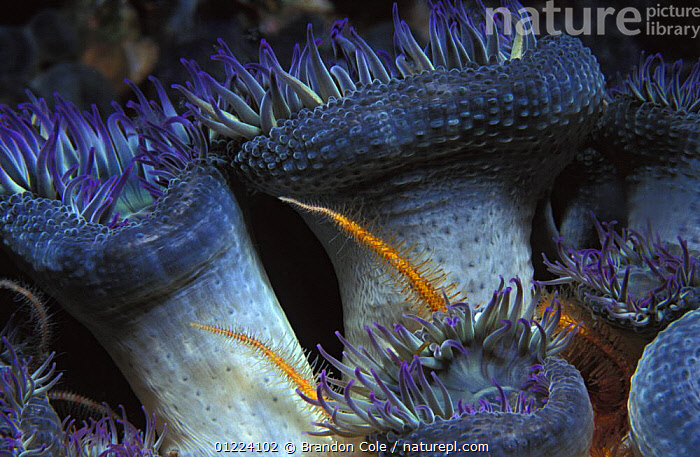 Purple Sea Anemones