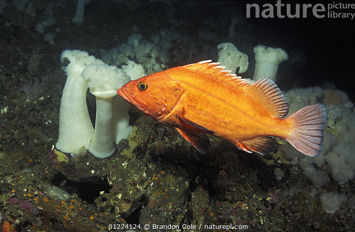 Stock photo of Yelloweye rockfish (Sebastes ruberrimus) beside plumose ...
