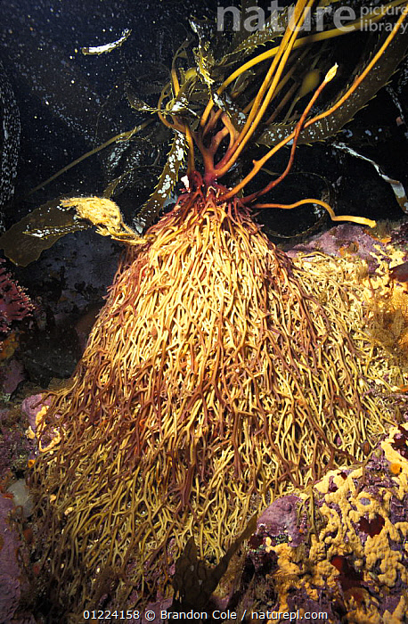 Stock photo of Giant kelp (Macrocystis pyrifera) Close up of haptera ...