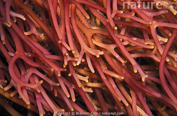 Stock photo of Giant kelp (Macrocystis pyrifera) haptera. These root ...