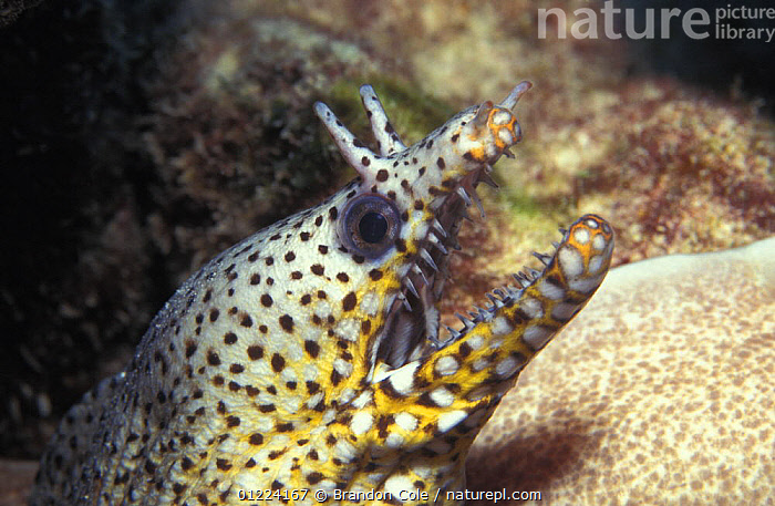 Stock photo of Dragon moray eel (Enchelycore pardalis) Christmas Island ...