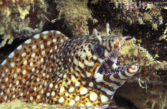 Stock photo of Dragon moray eel (Enchelycore pardalis) Christmas Island ...