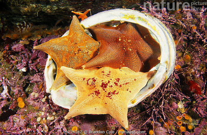 Stock photo of Bat sea stars (Asterina / Patiria miniata) scavenging ...