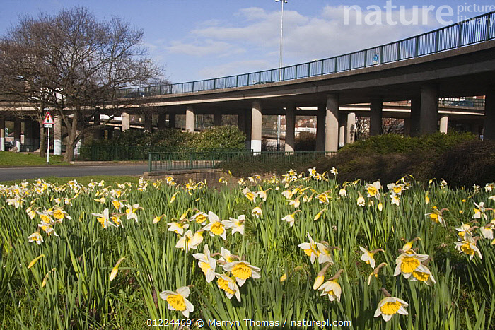 Stock photo of A3029 Brunel Way flyover, Hotwells, with Daffodils ...
