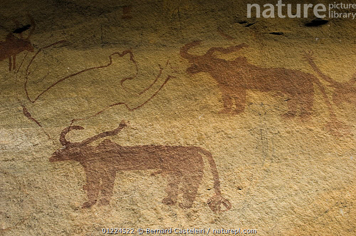 Stock photo of Prehistoric rock painting of horned animals in the ...
